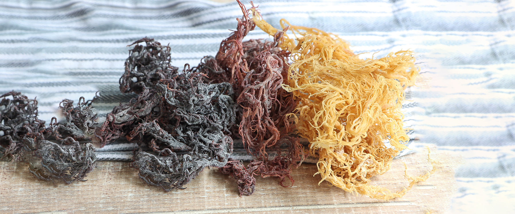 Mech morski: odżywiaj swoje ciało i skórę mchem morskim